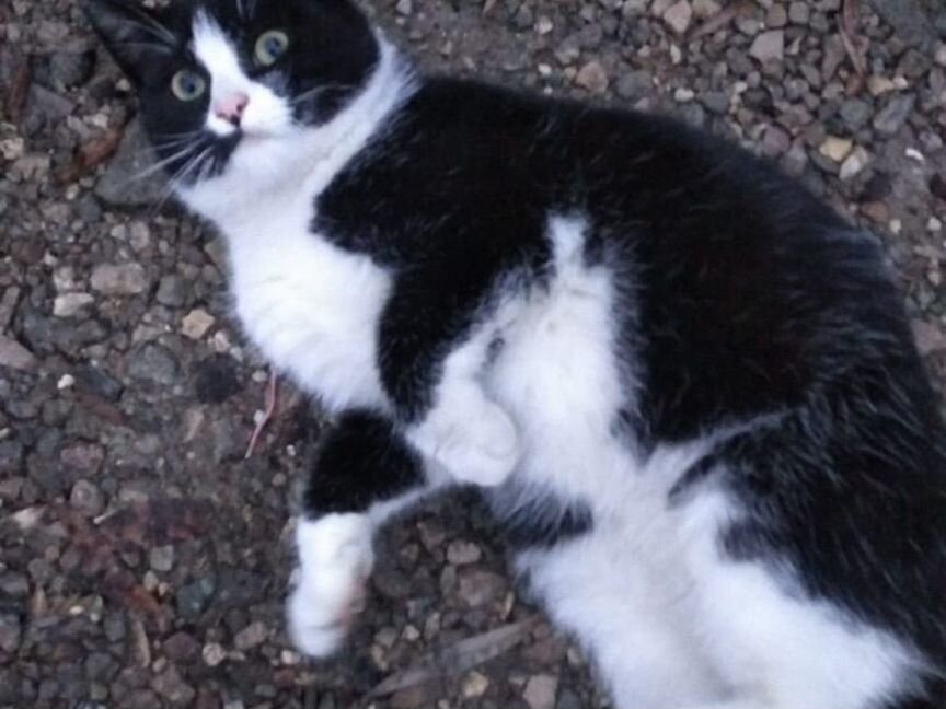 Котик погибнет на улице