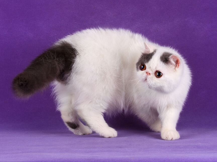 Экзотический мальчик