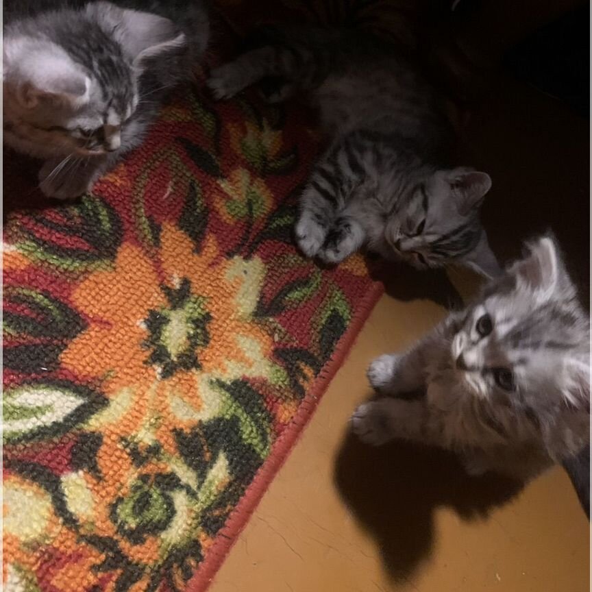 Отдам в добрые руки котят