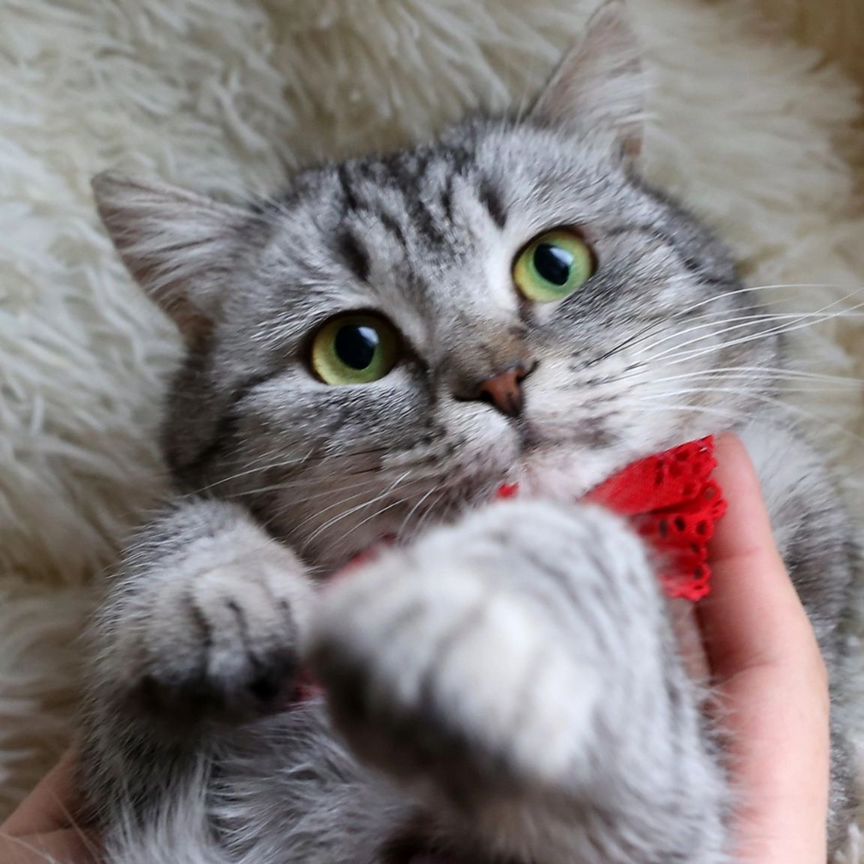 Красивейший кот ищет семью