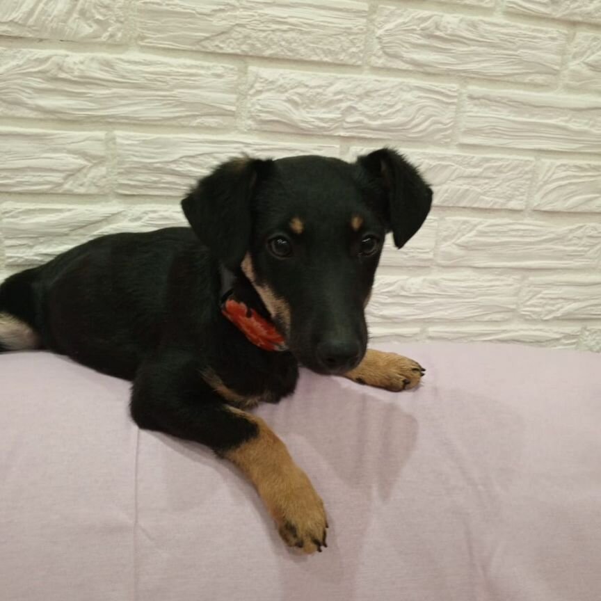 Маленькая собака в добрые руки