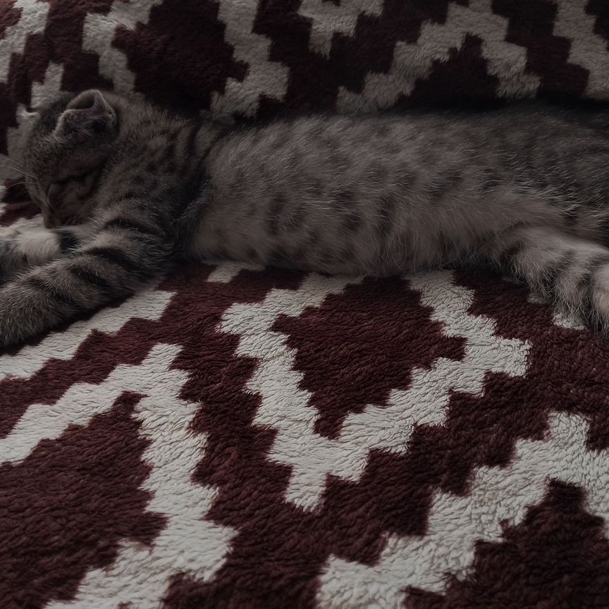 Шотландский вислоухий короткошёрстный котёнок