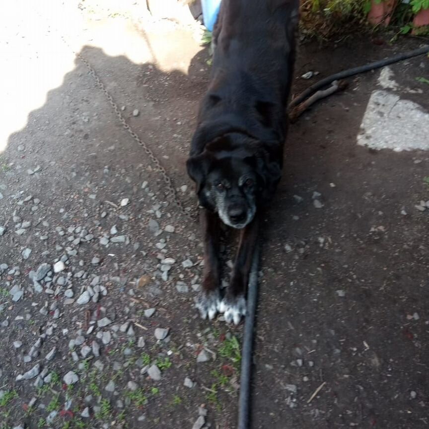 Собака в добрые руки