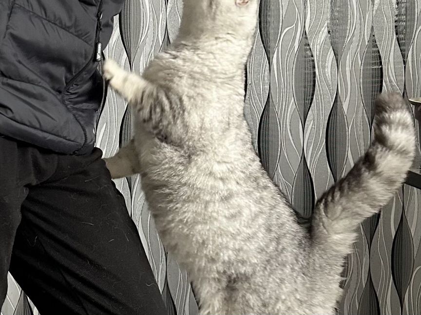 Британский кот
