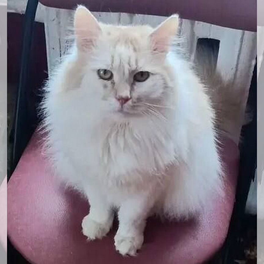 Сибирский, взрослый кот