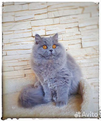 Роскошные британцы