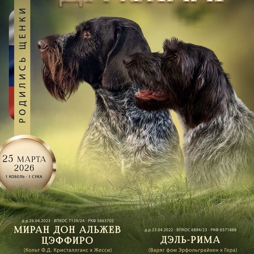 Дратхаар, щенок