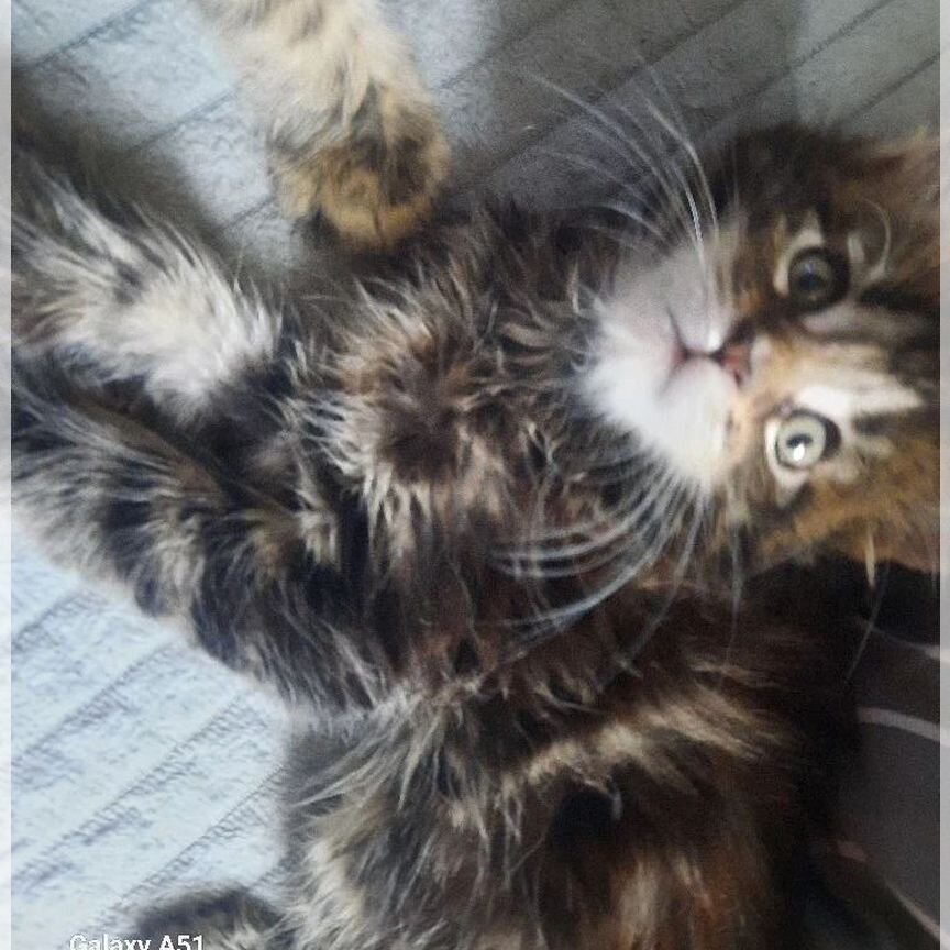 Мейн-кун котёнок