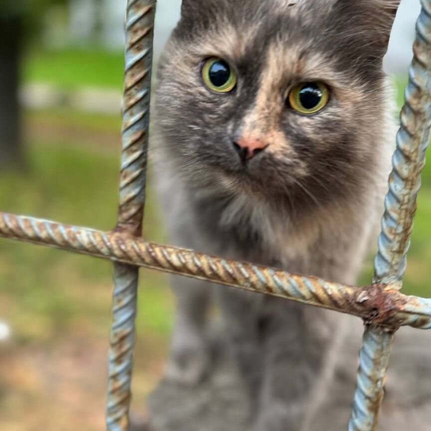 Кошка в добрые руки