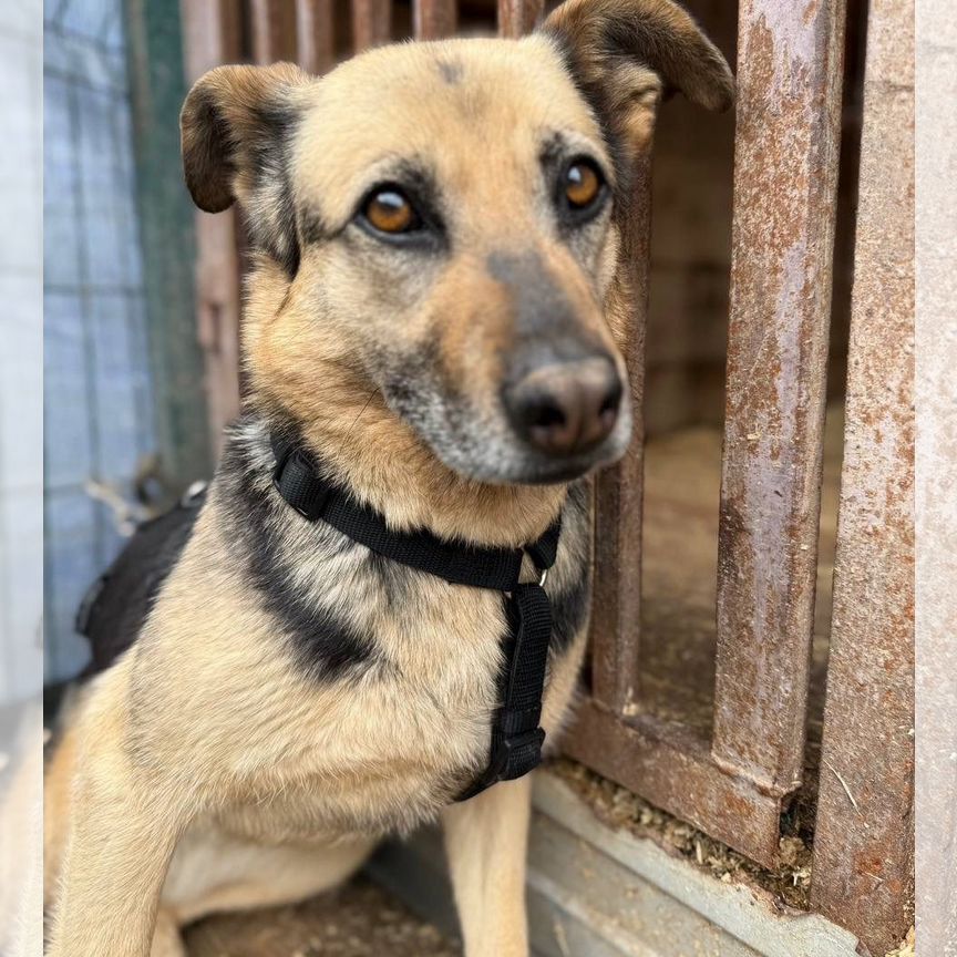 Взрослая собака в добрые руки