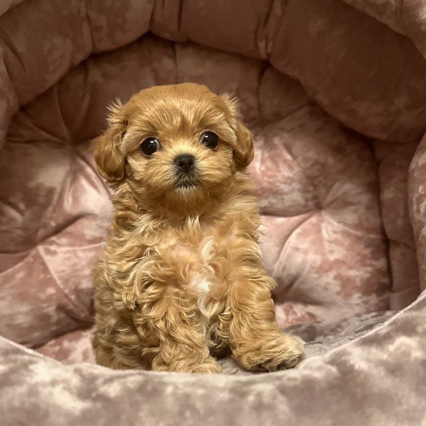 Той-пудель, щенок