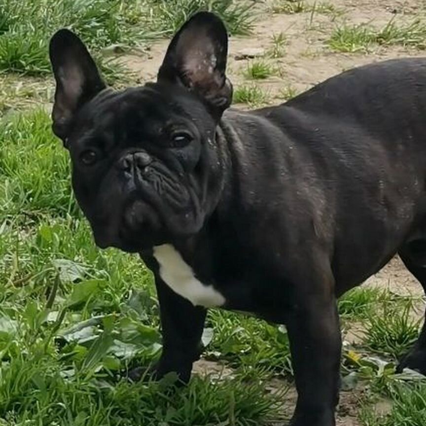 Французский бульдог, взрослый пёс