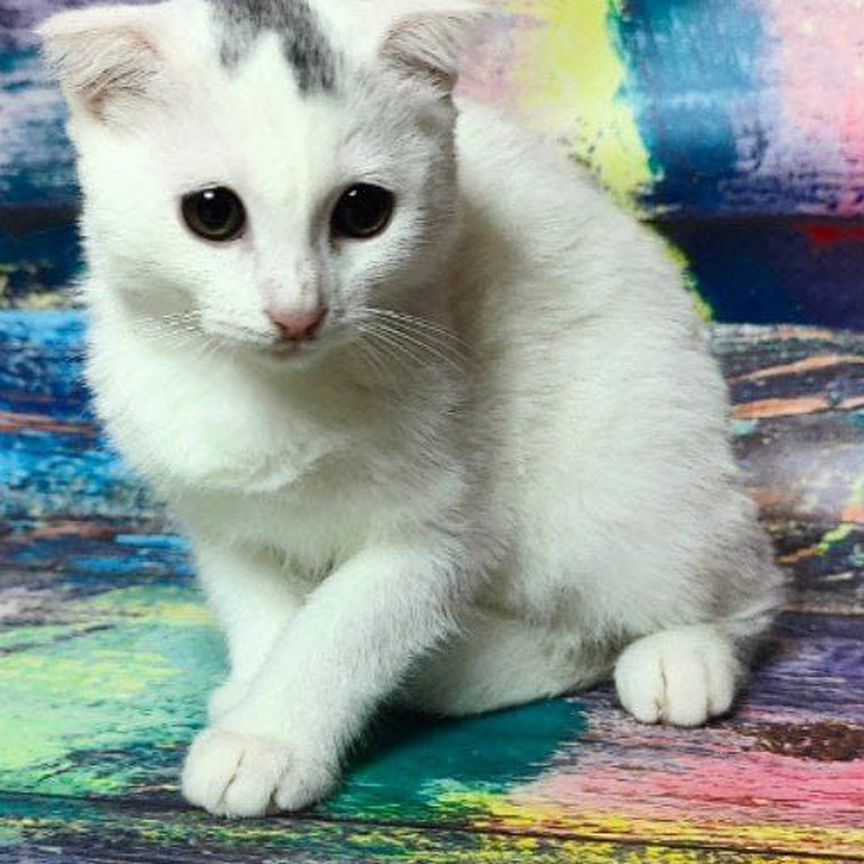 Вислоухая кошечка в дар