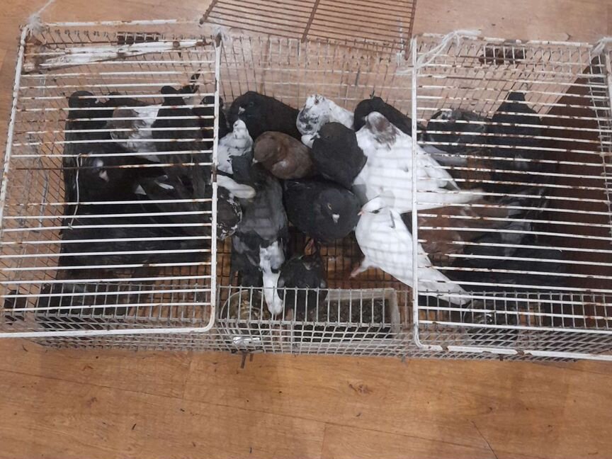 Голуби серпатые летные