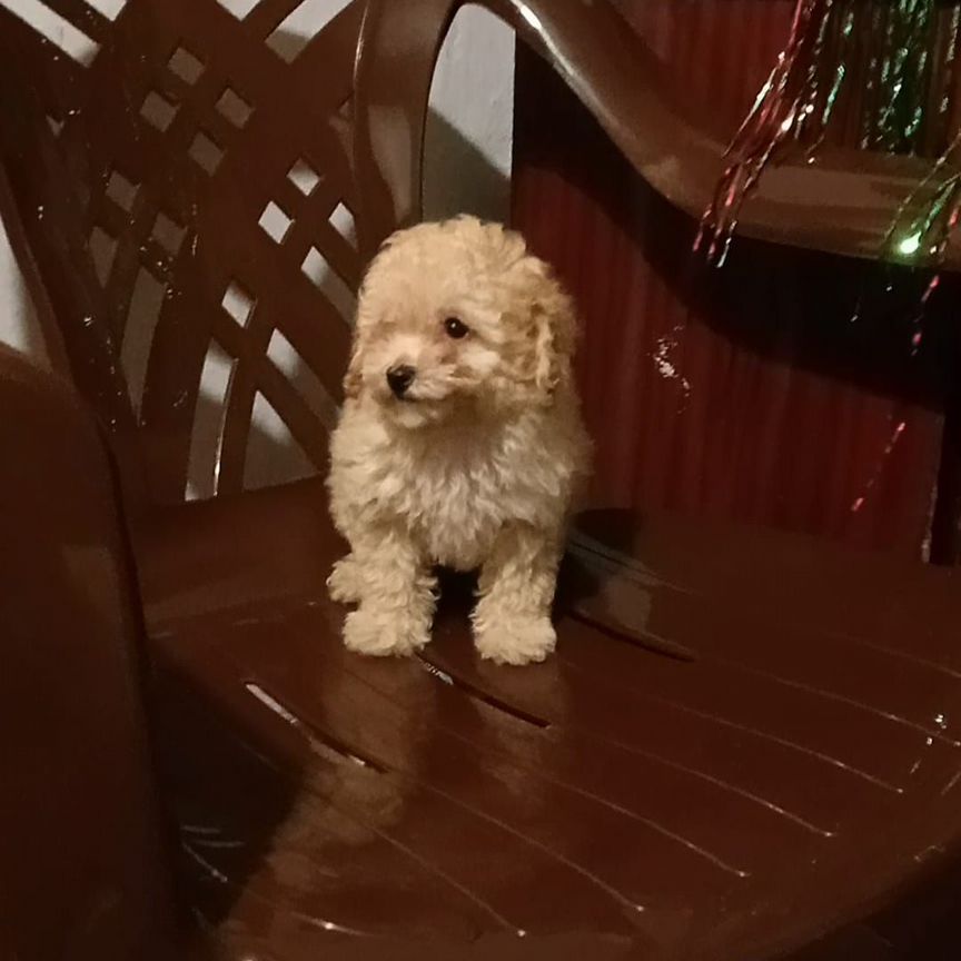 Той-пудель абрикосовый принц