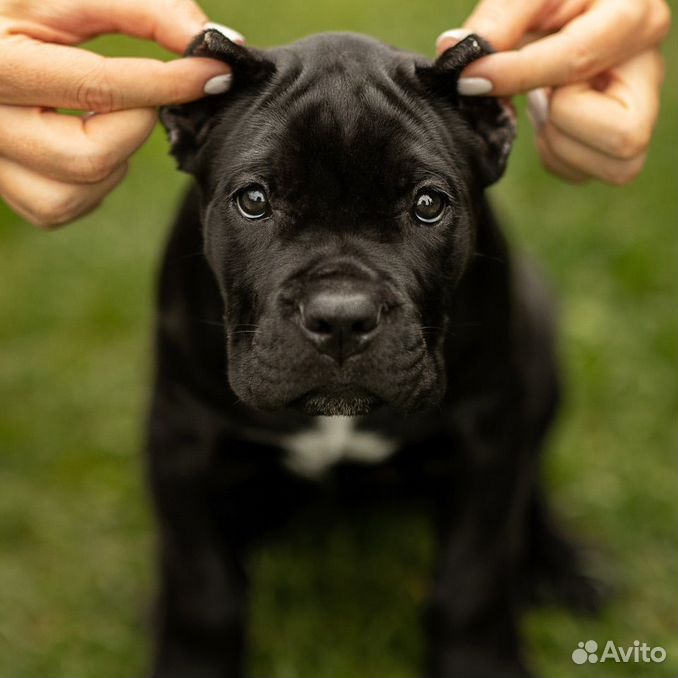 Шикарная черная девочка кане корсо