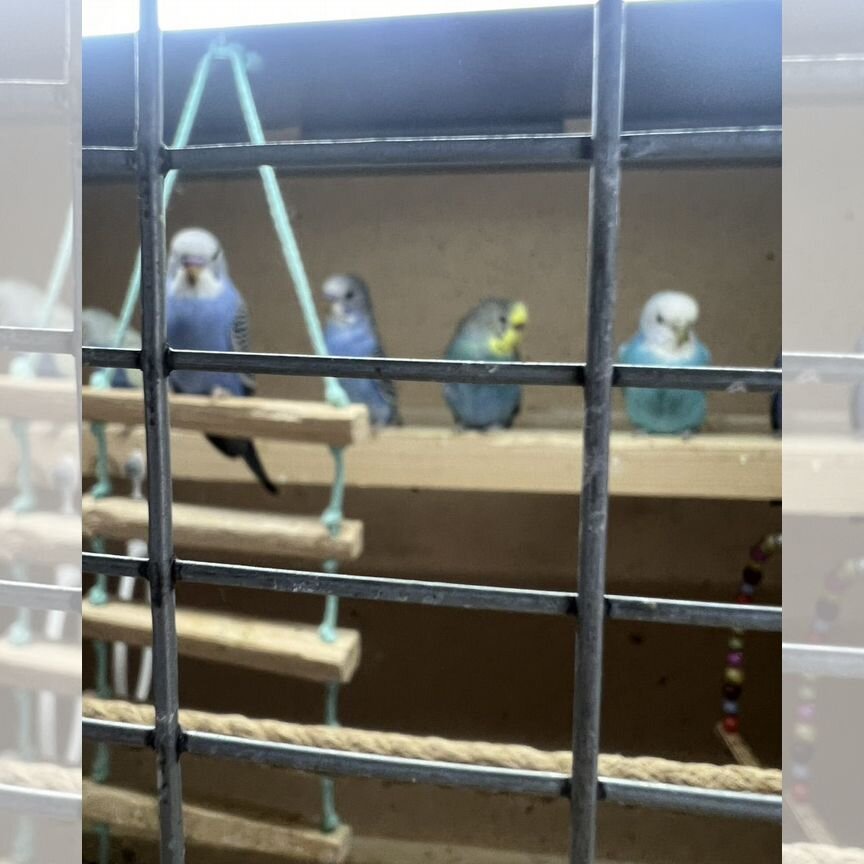 Волнистый попугай