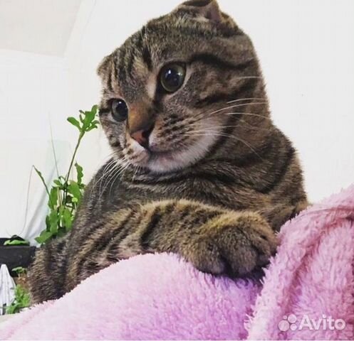 Отдам бесплатно в добрые руки шотландец