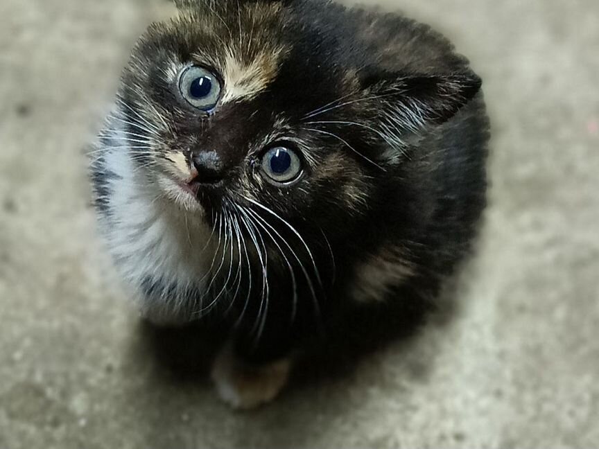 Котенок бесплатно в добрые руки отдам
