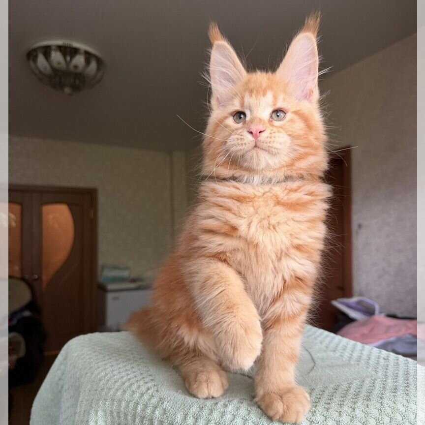 Мейн-кун котёнок