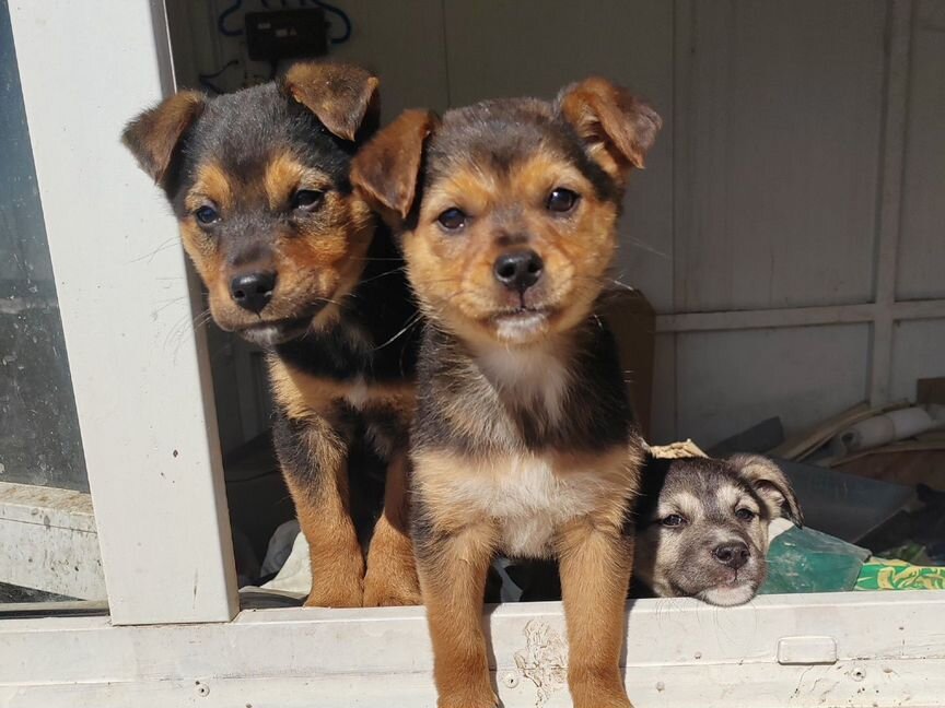 Щенок в добрые руки