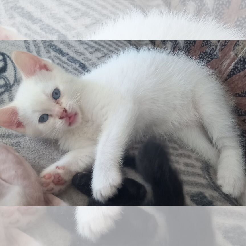 Продаются котята сфинкс