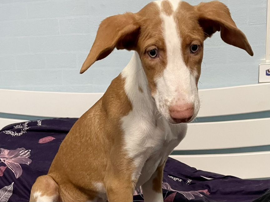 Ивисская борзая девочка