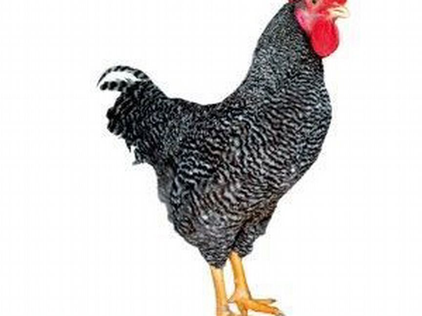 Цыплята суточные