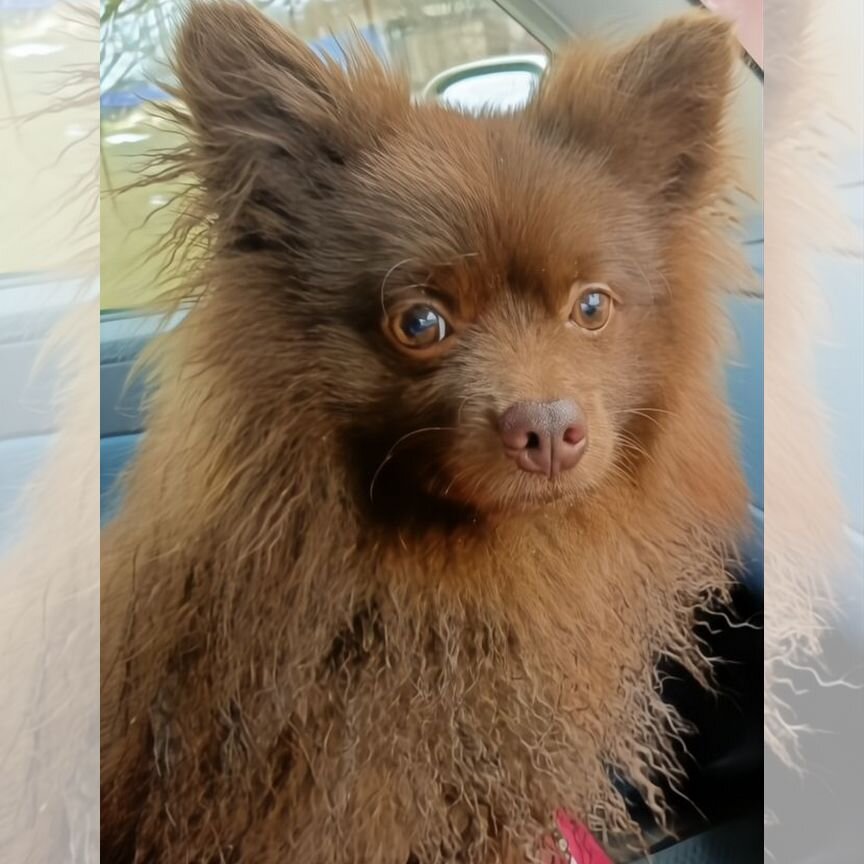 Померанский шпиц, взрослый пёс