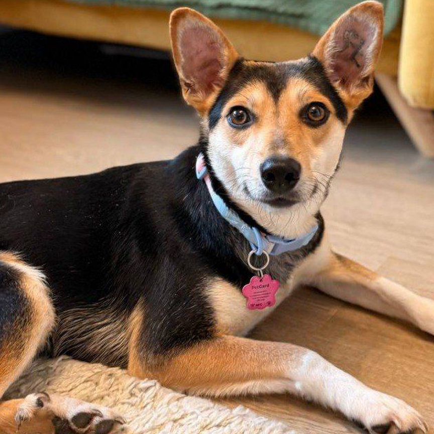 Щенок в добрые руки