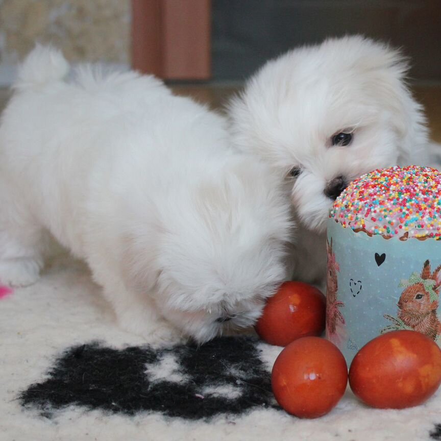 Мальтийская болонка, щенок