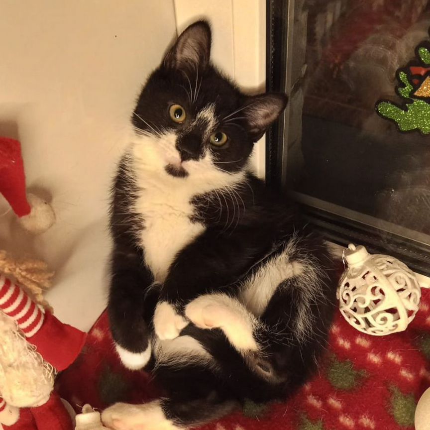 Ориентальный котёнок