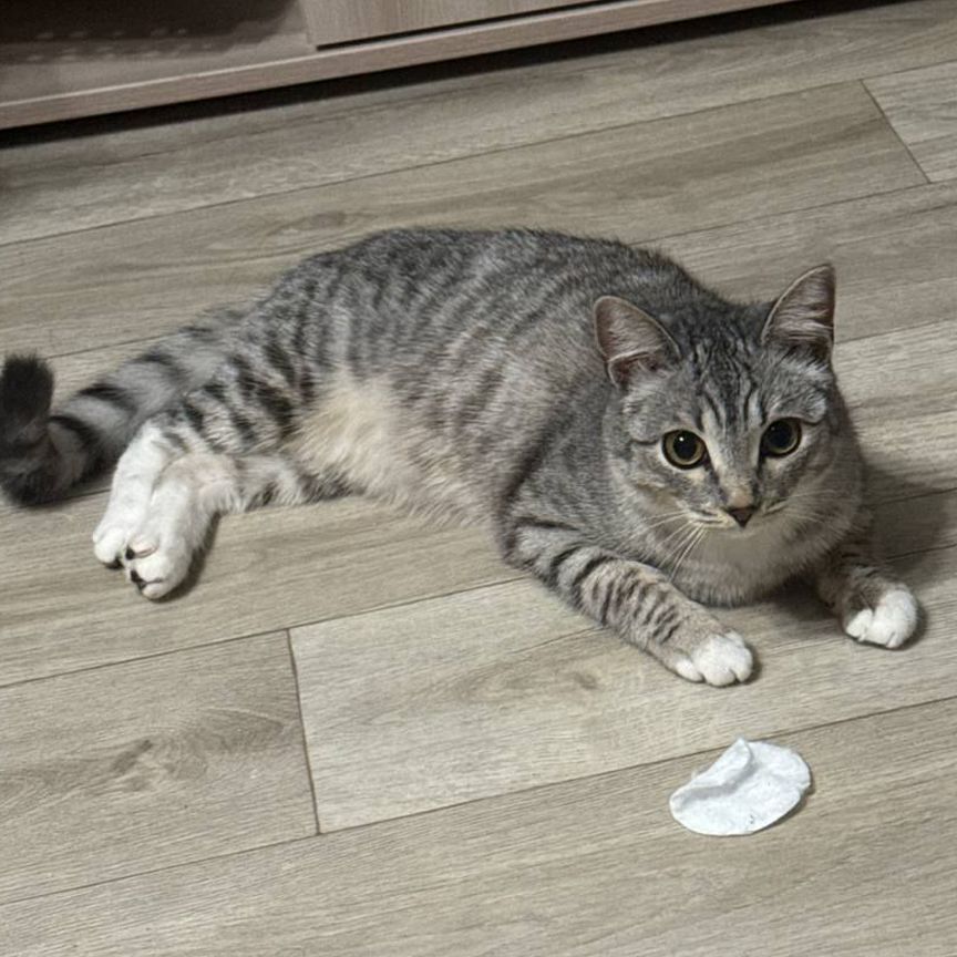 Котёнок в добрые руки