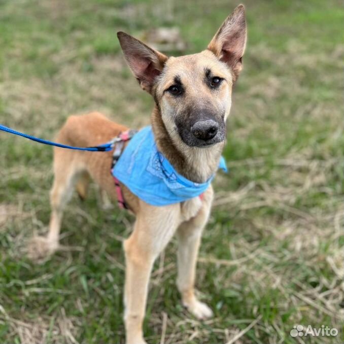 Веге очень нужна передержка или дом