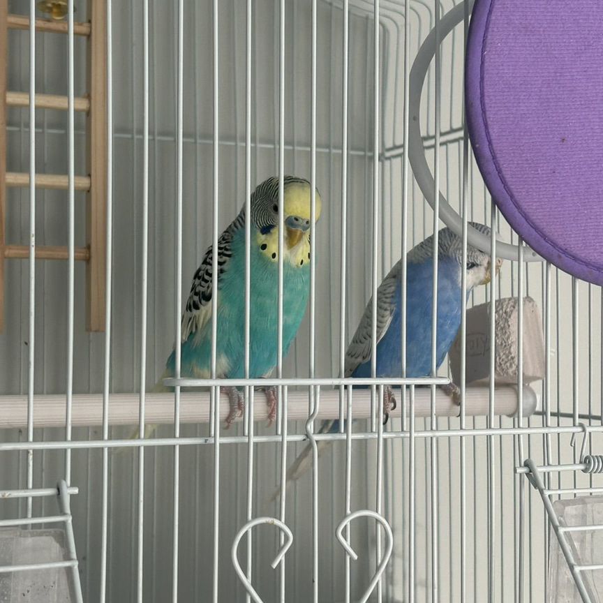 Попугайчики Кука и Кики в добрые руки