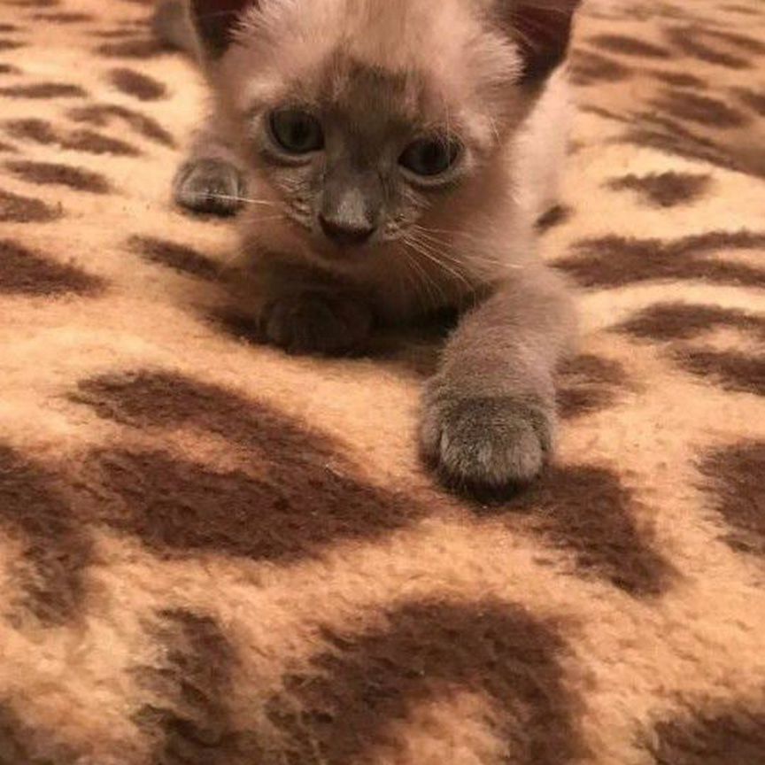 Котята питерболд