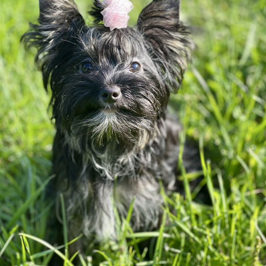 Черная девочка