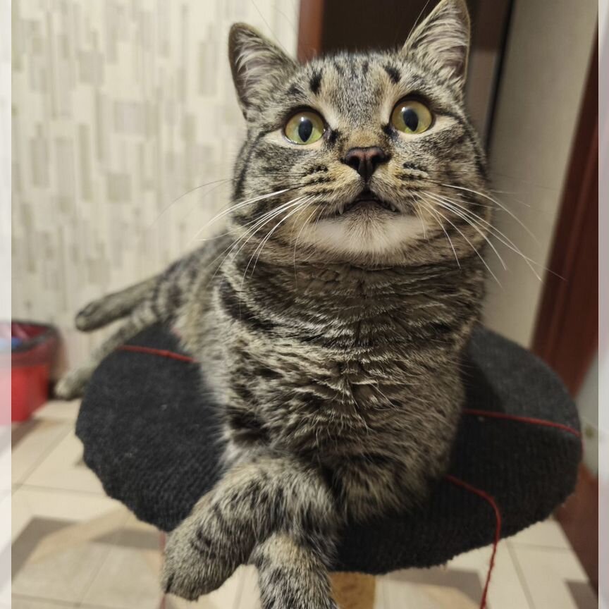 Котик, приблудился