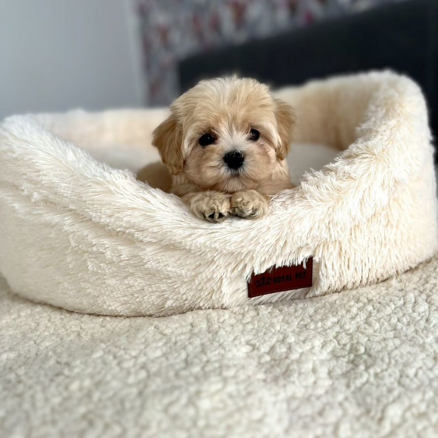 Девочка мальтипу f1 мини