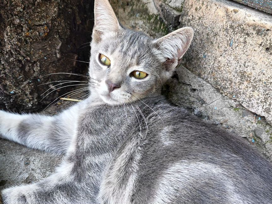 Котята мышеловы бесплатно