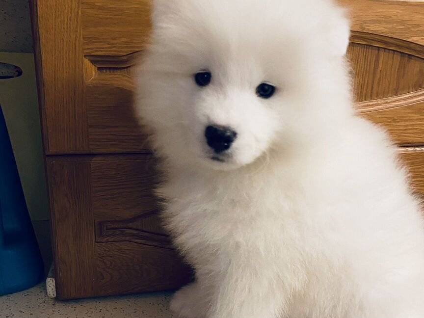 Самоедская лайка к Новому Году