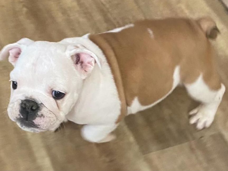 Супер мальчик английского бульдога