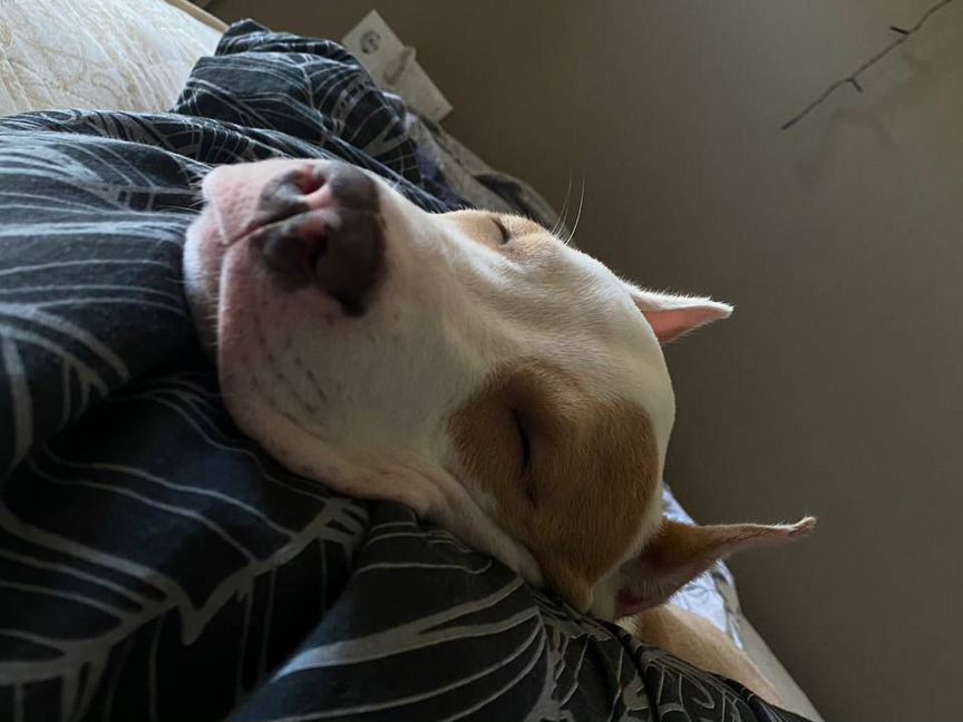 Собака амстафф