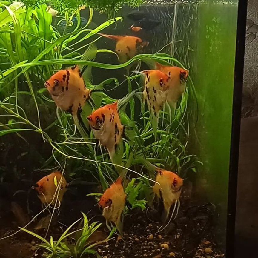 Скалярии " Красный дьявол "