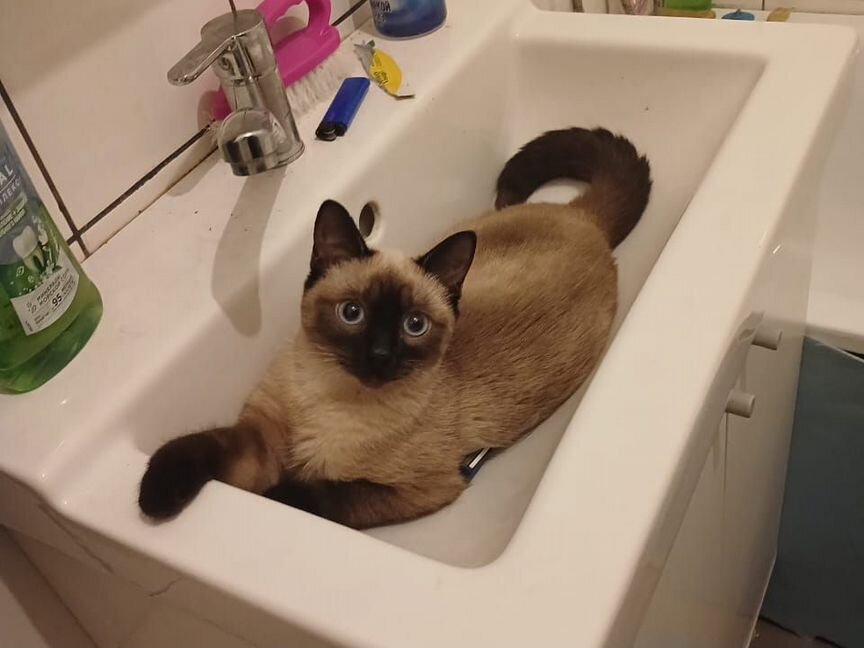 Сиамская кошечка