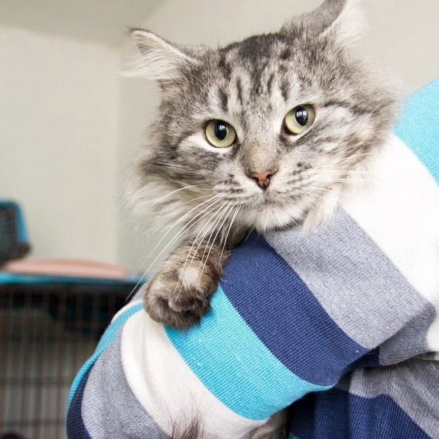 Шикарный, сибирский кот Барсик