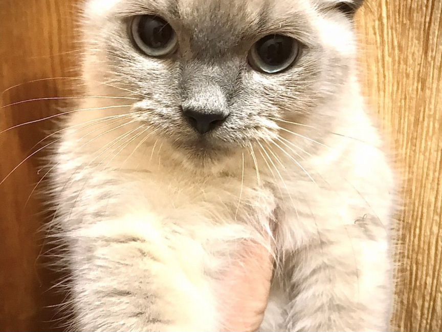 Тайская кошечка