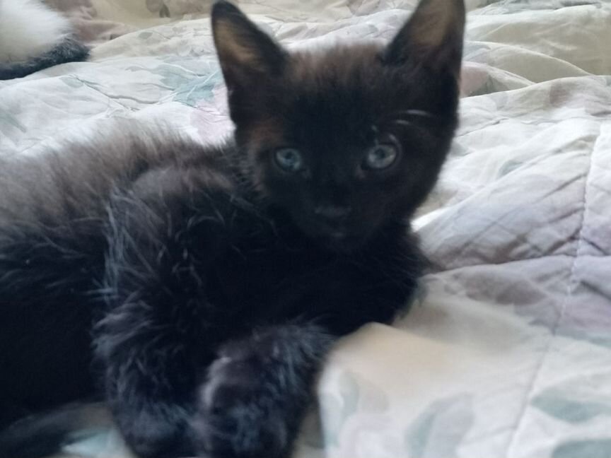 Кошка