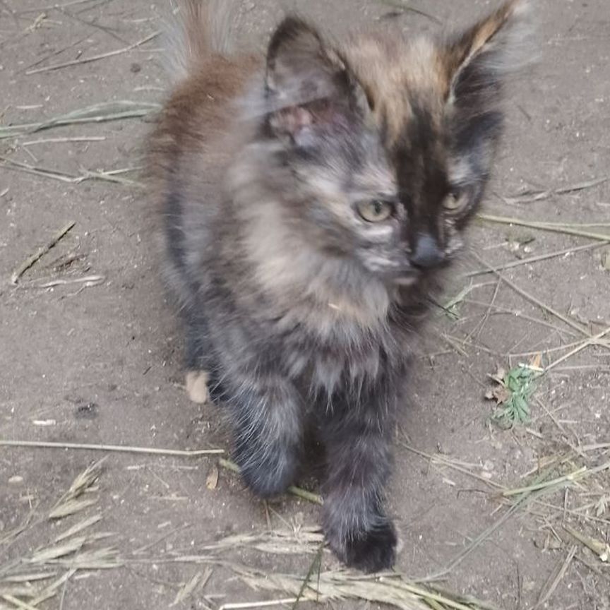Котята в добрые руки бесплатно