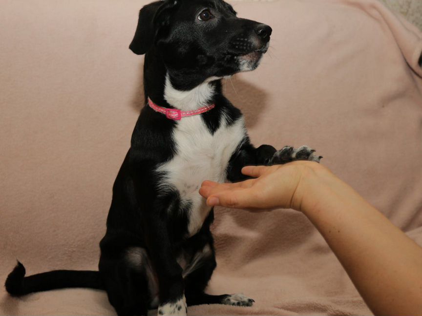 Щенуля коротколапик ищет дом